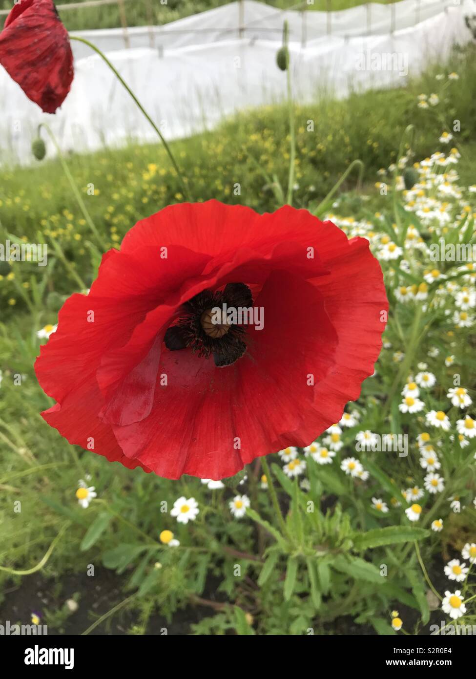 Large red poppy Stock Photo - Alamy