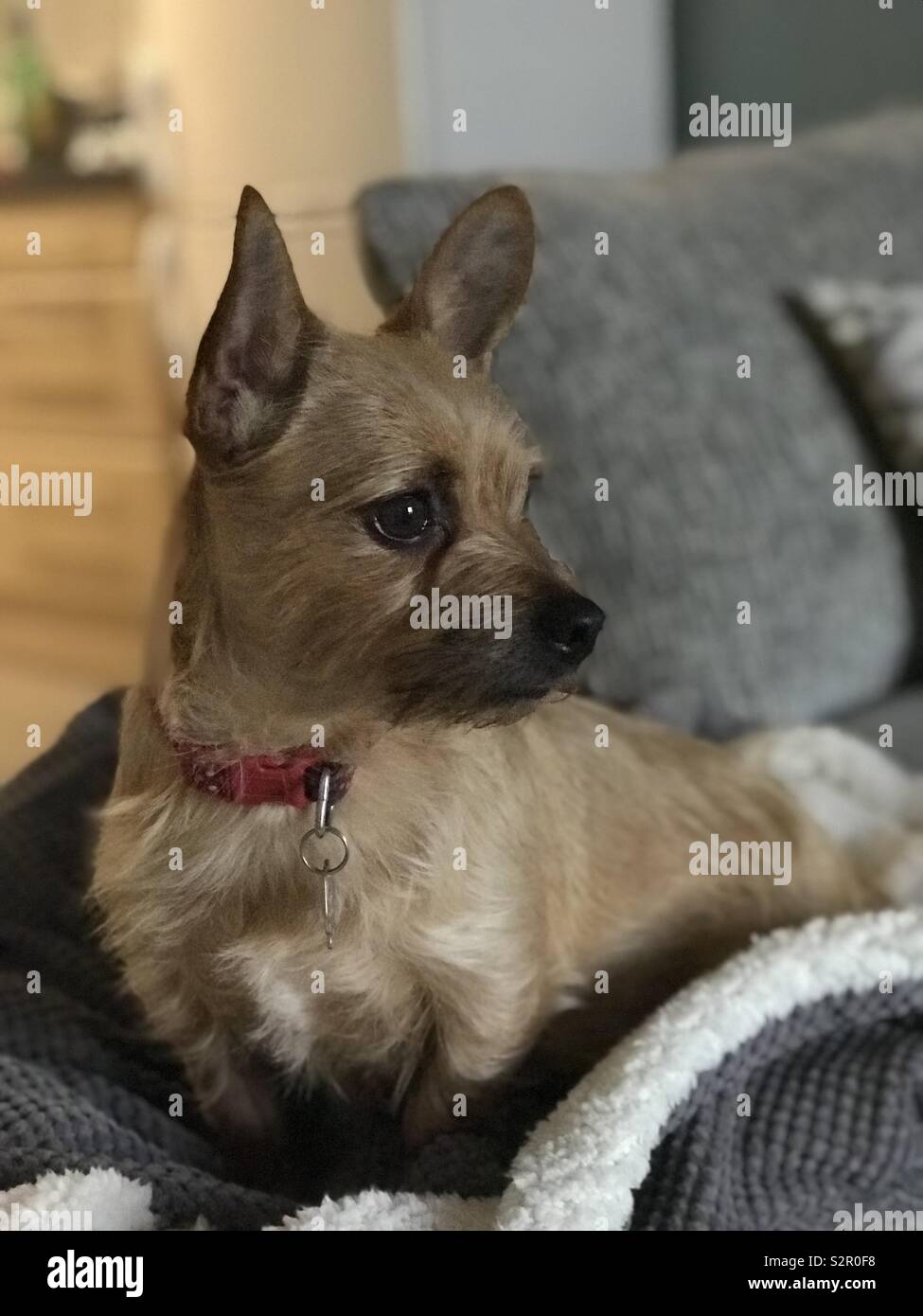 Cute small dog Stock Photo - Alamy