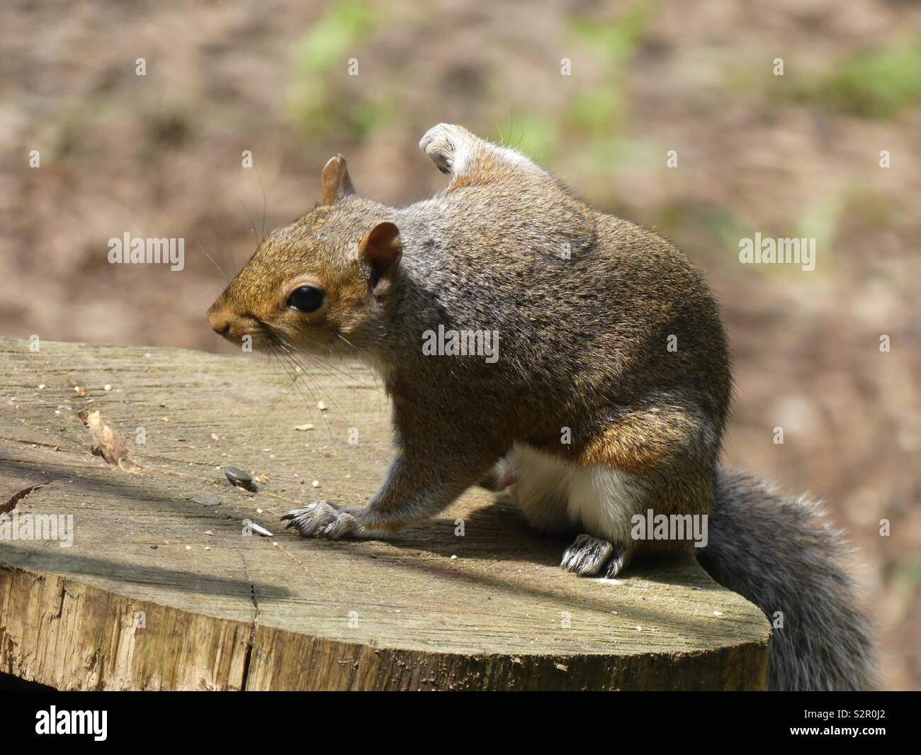 Super hero squirrel Stock Photo - Alamy