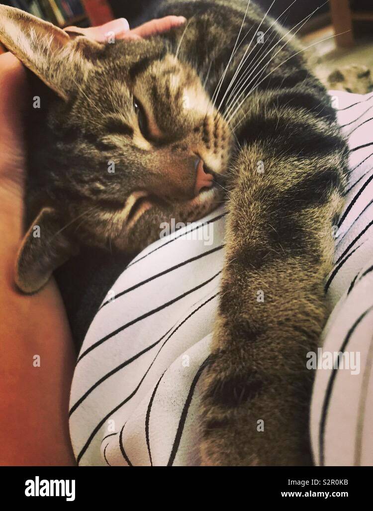 Hug the cat hi-res stock photography and images - Alamy