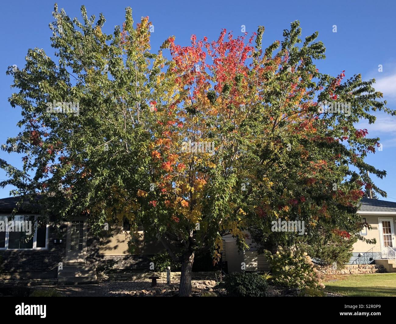 Fall leaves burst of color Stock Photo - Alamy