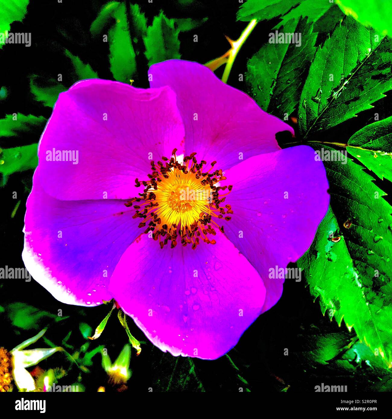 Intense color wild rose Stock Photo - Alamy