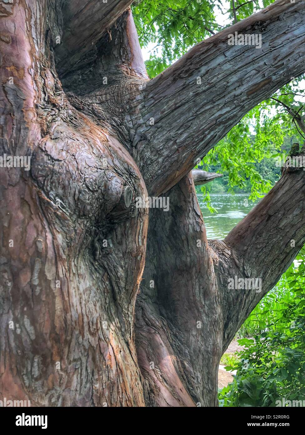 A close up view of the layers on the trunk of an old tree Stock Photo ...