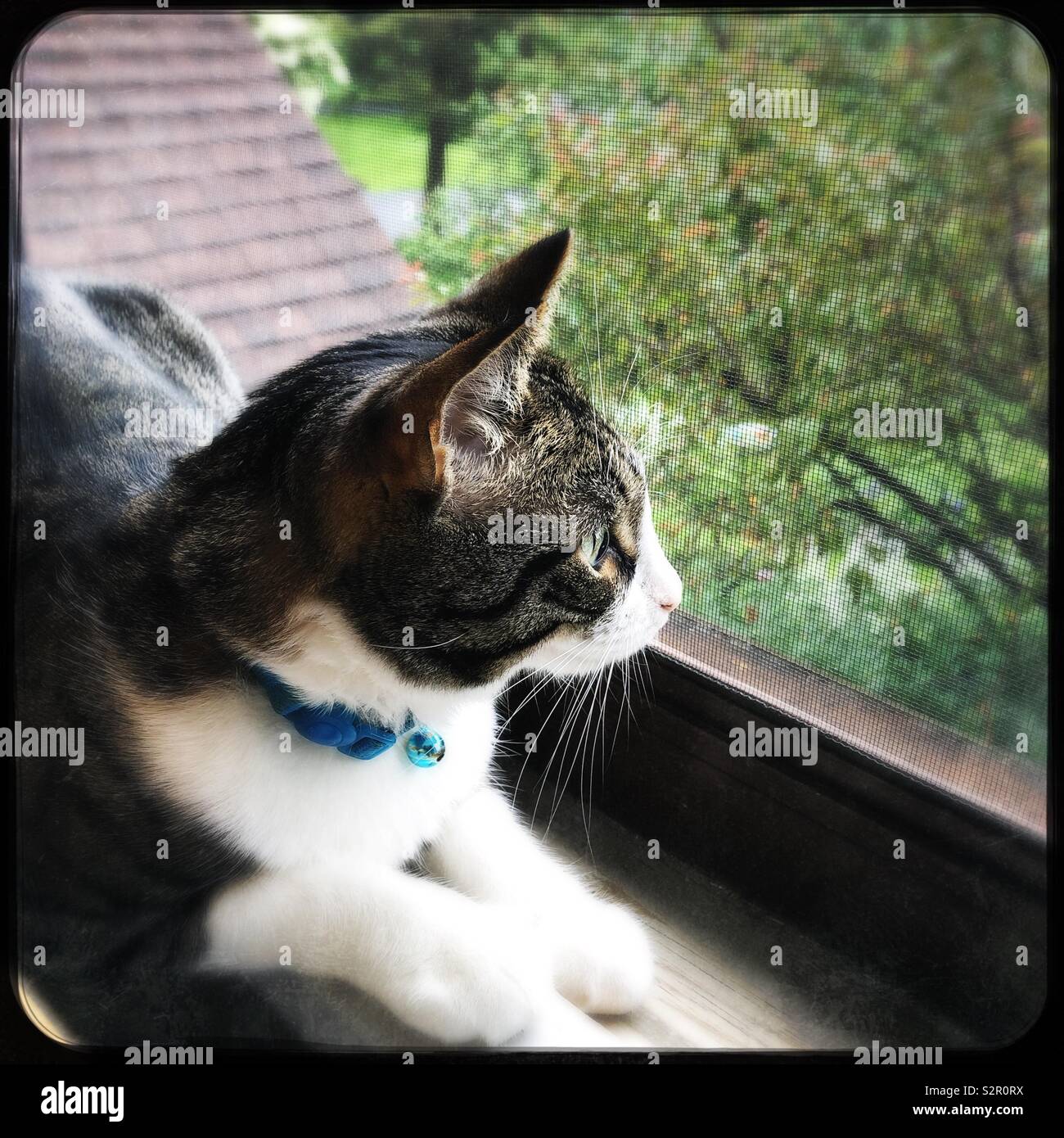 Tabby and white cat window Stock Photo - Alamy