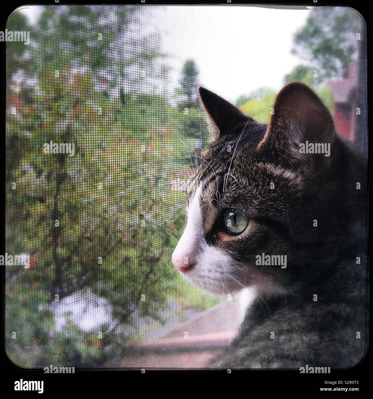 Pending tabby cat in windows Stock Photo - Alamy