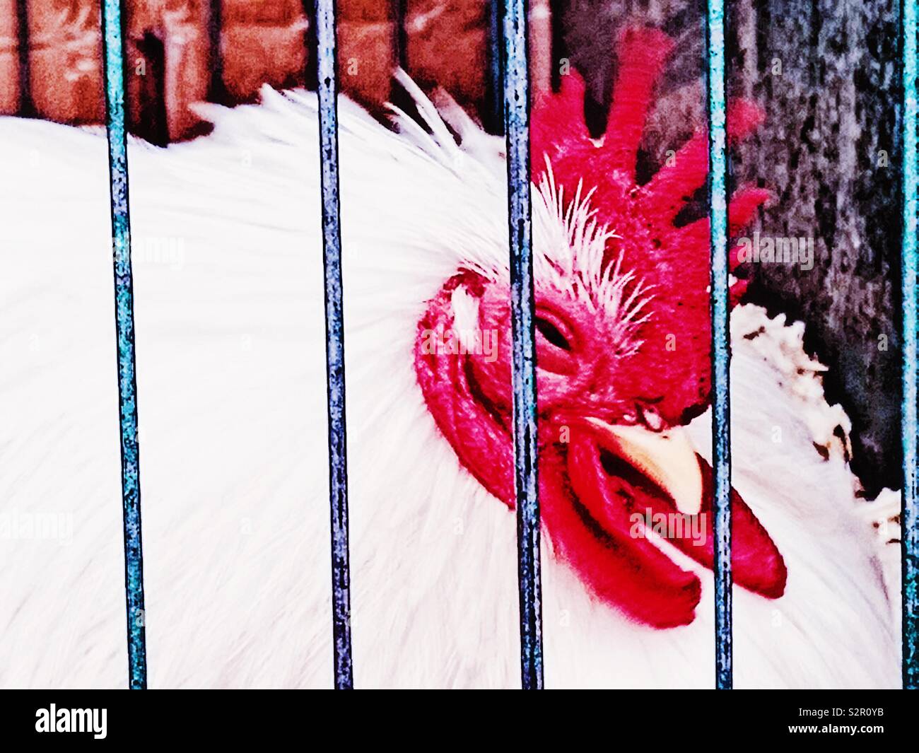 Chickens caged captive hi-res stock photography and images - Alamy