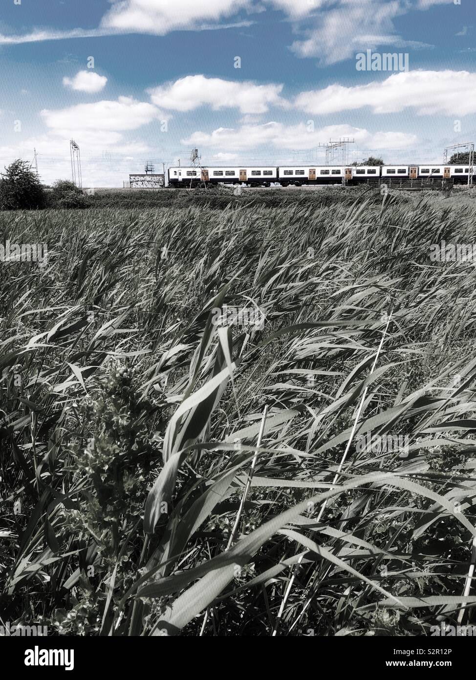 Swamp train hi-res stock photography and images - Alamy