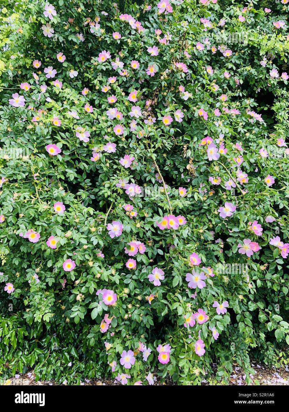 Wild dog roses growing Stock Photo - Alamy