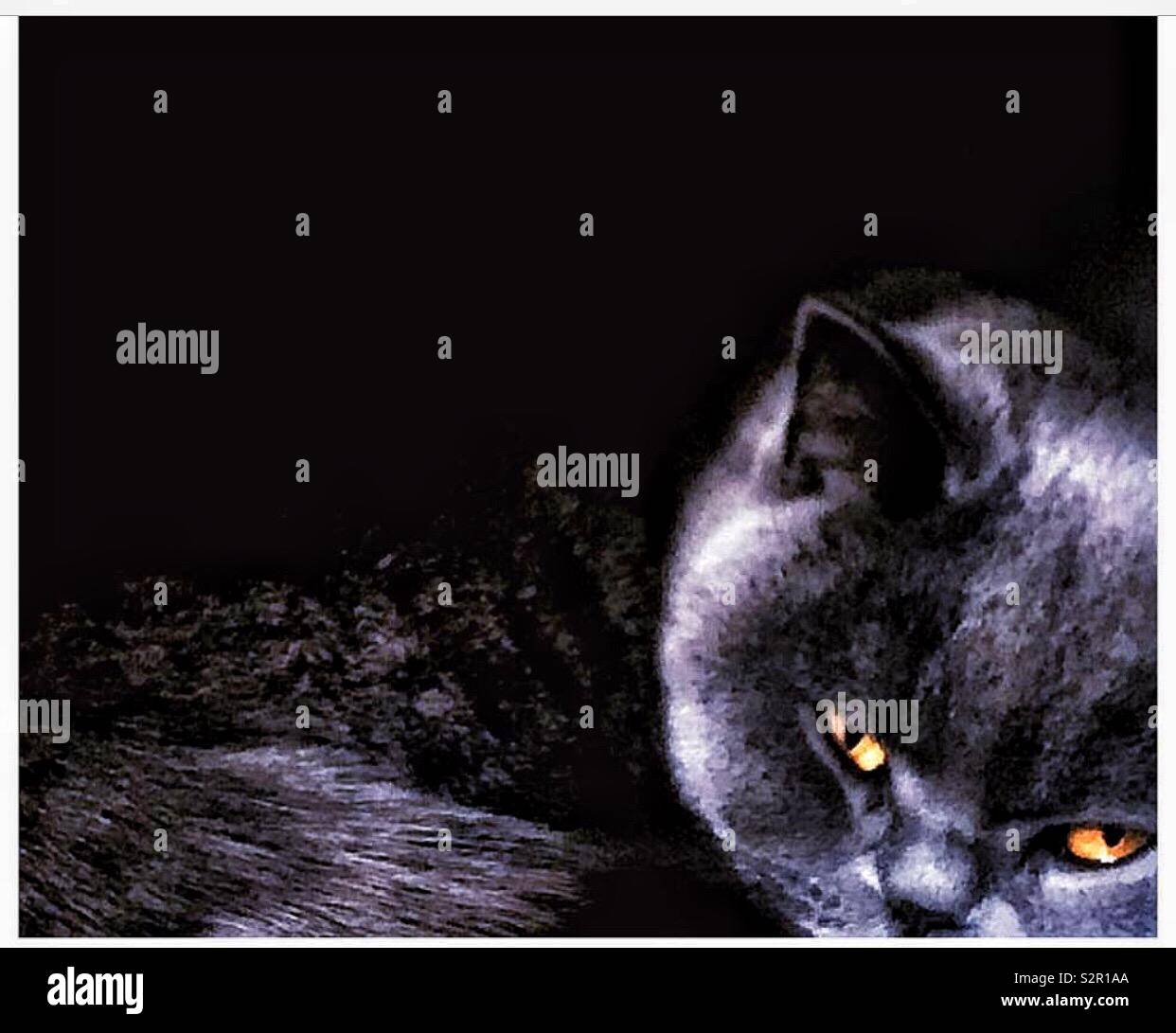 Per cat hi-res stock photography and images - Alamy