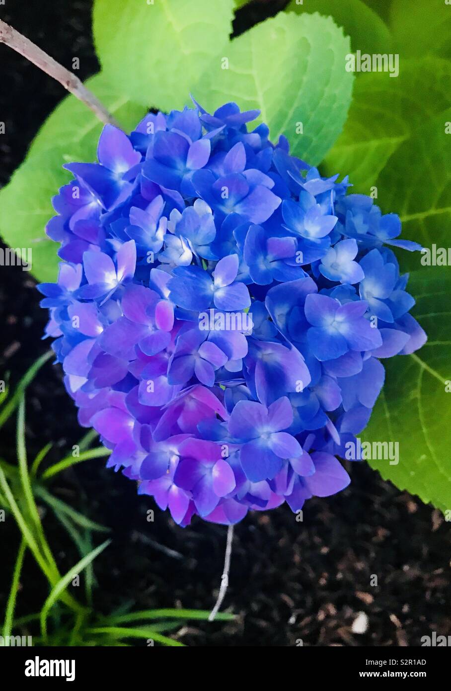 Blue and Purple Hydrangea Stock Photo - Alamy