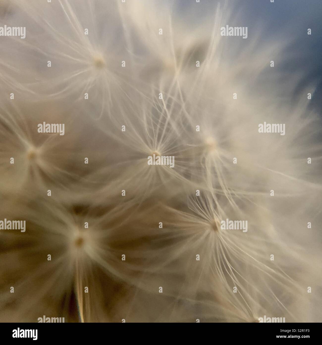 Dandelion texture hi-res stock photography and images - Alamy