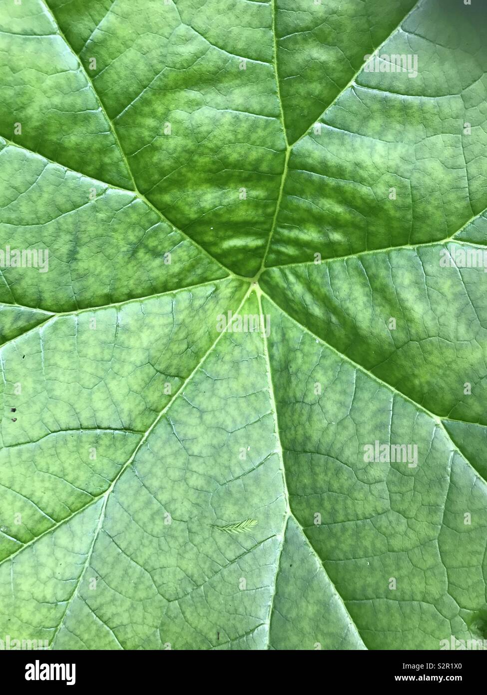 Leaf zoom hi-res stock photography and images - Alamy