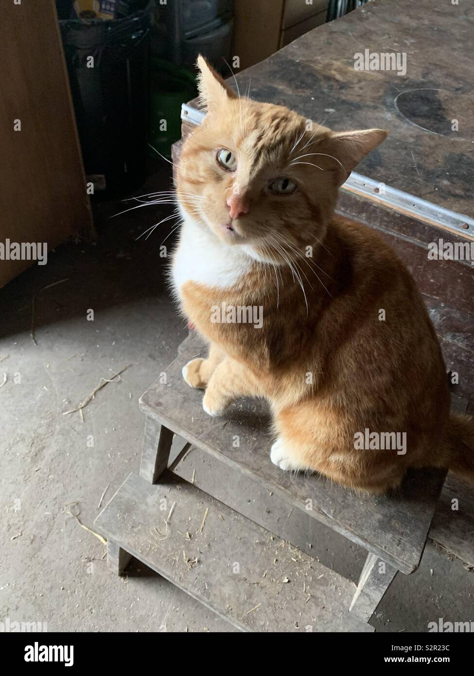 Softy hi-res stock photography and images - Alamy