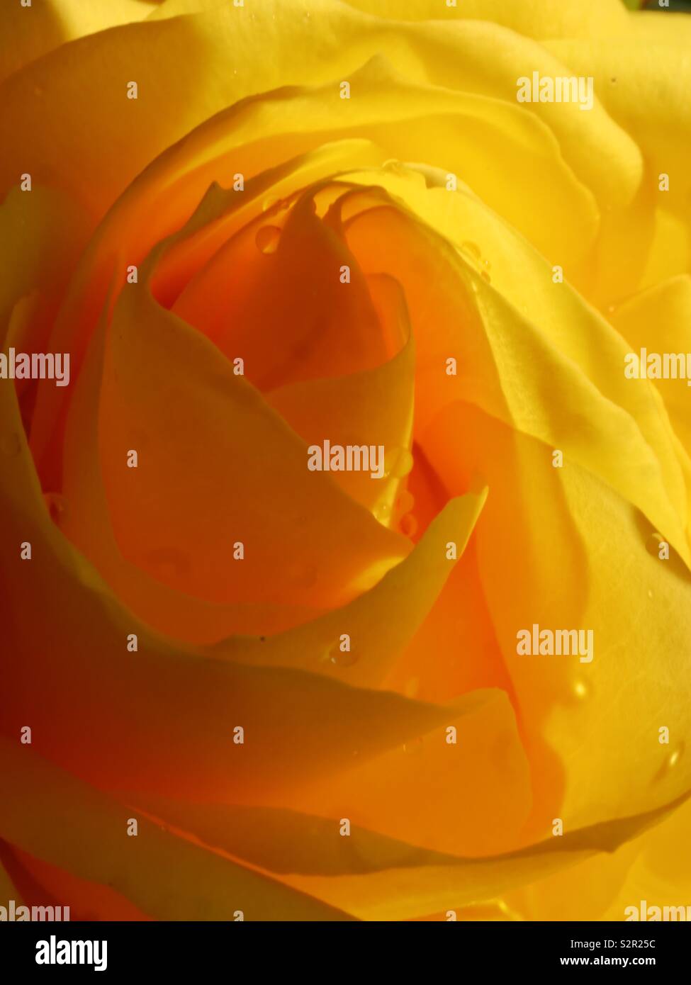 Yellow rose raindrops hi-res stock photography and images - Alamy