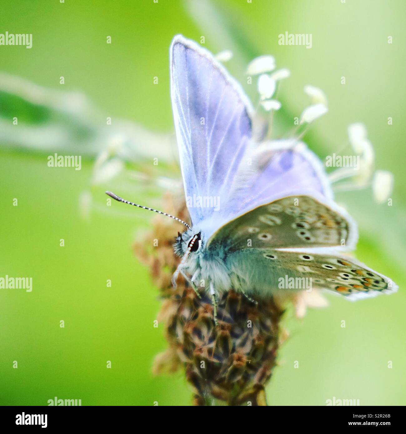 British butterfly hi-res stock photography and images - Alamy