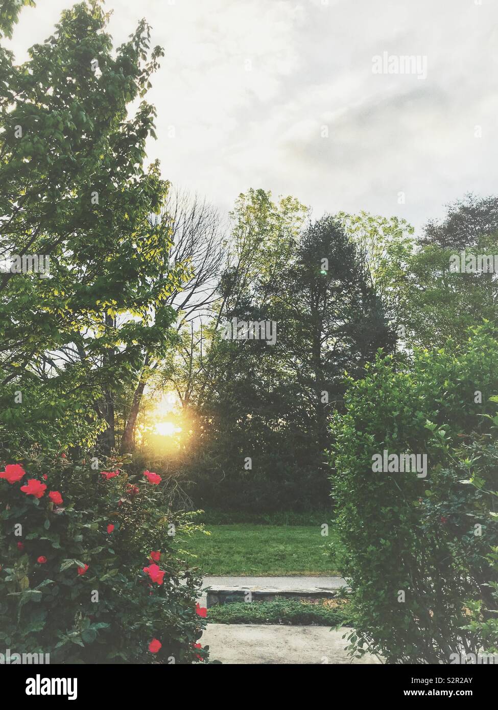 Rose and sunrise hi-res stock photography and images - Alamy