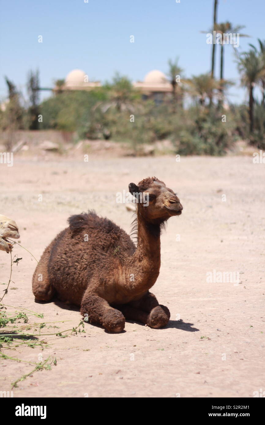 Camel cute hi-res stock photography and images - Alamy