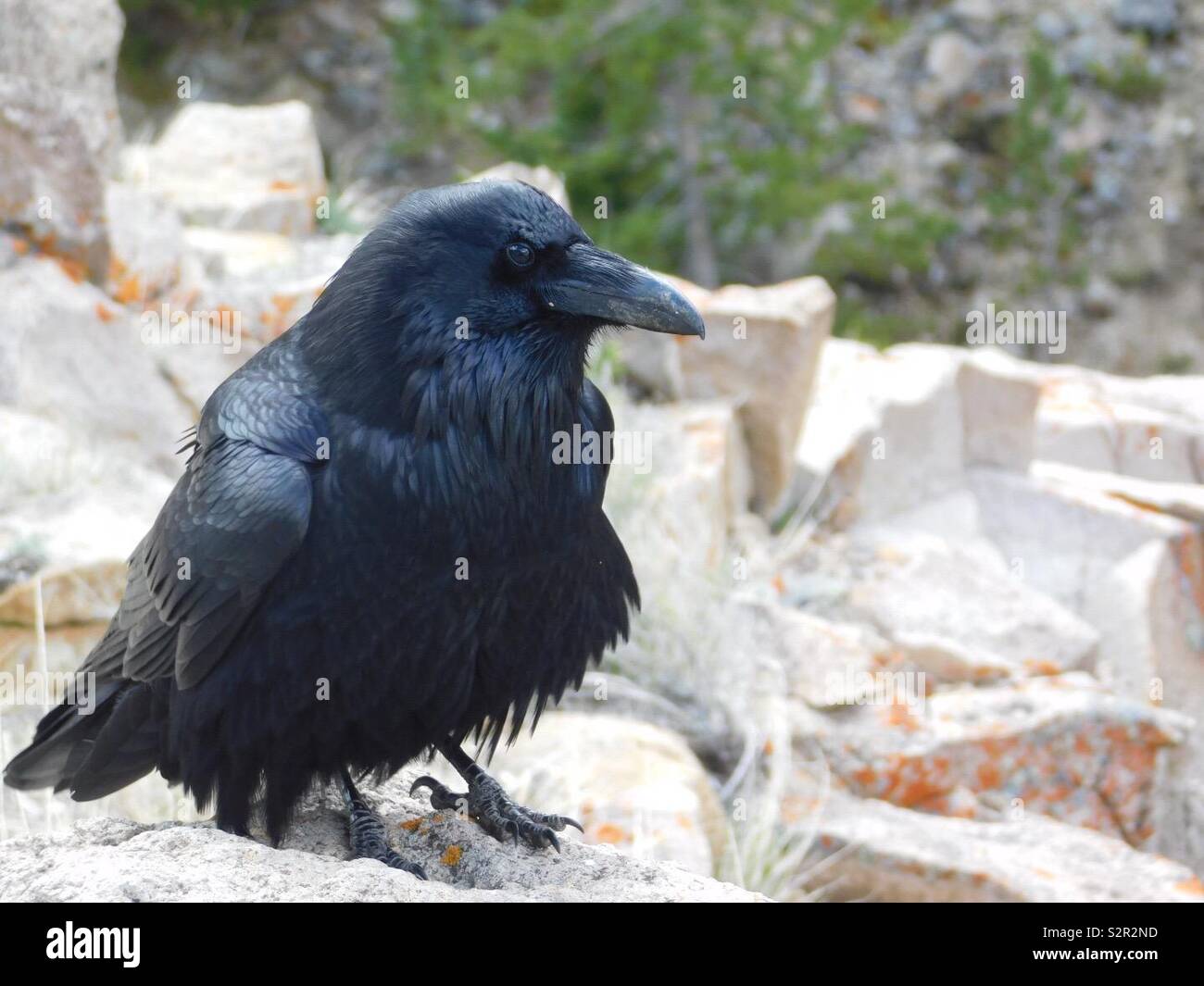 Cheeky raven hi-res stock photography and images - Alamy