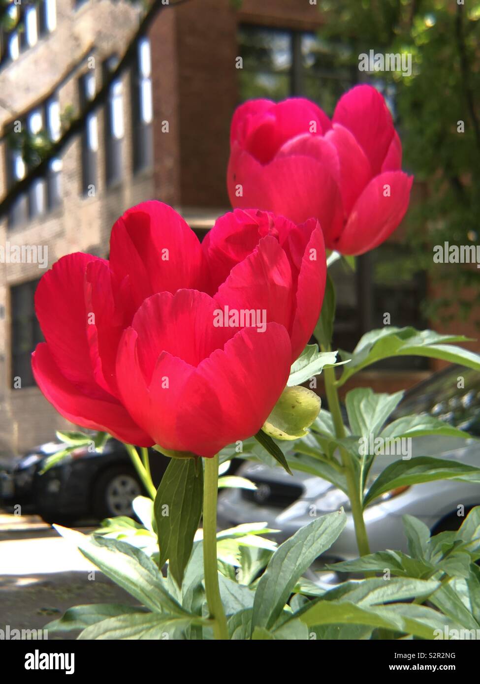 Pretty urban flowers hi-res stock photography and images - Alamy