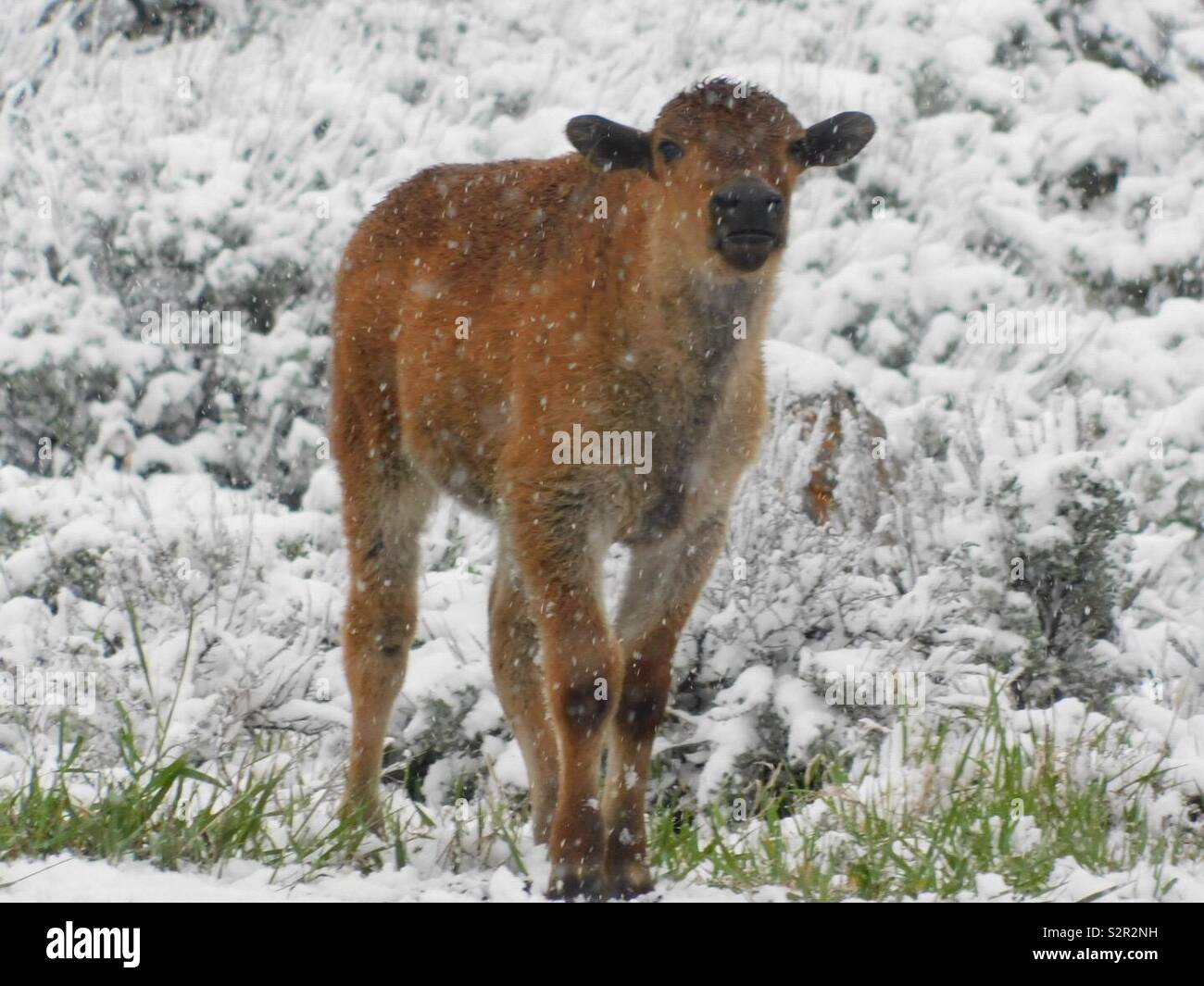 Baby bison hi-res stock photography and images - Alamy