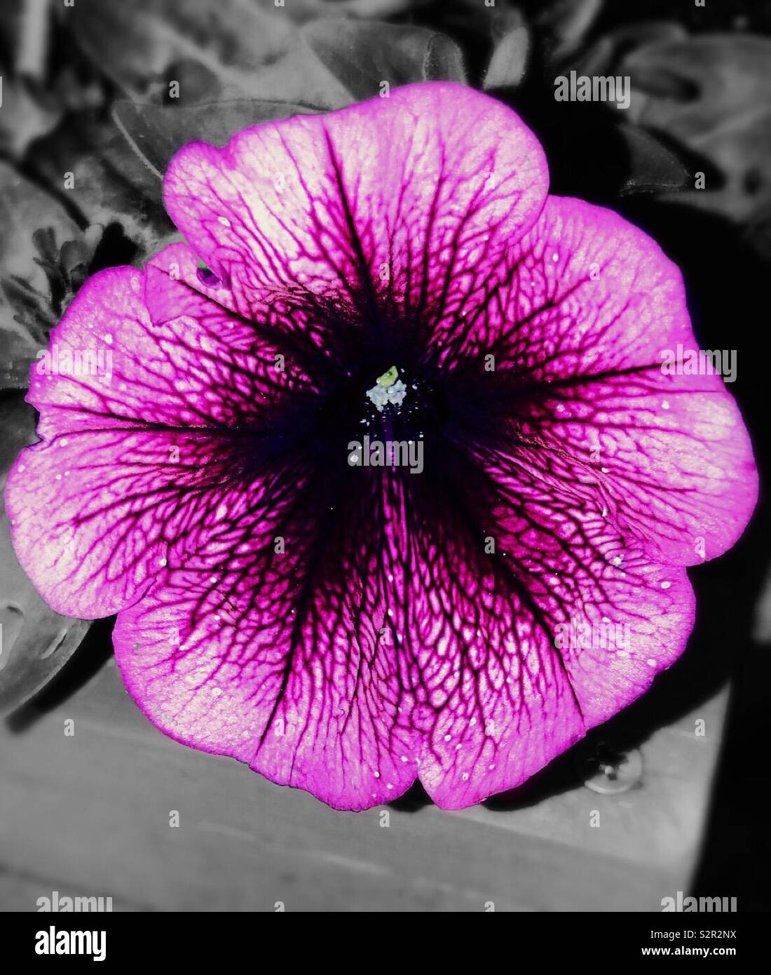 Beautiful pink flower Stock Photo - Alamy