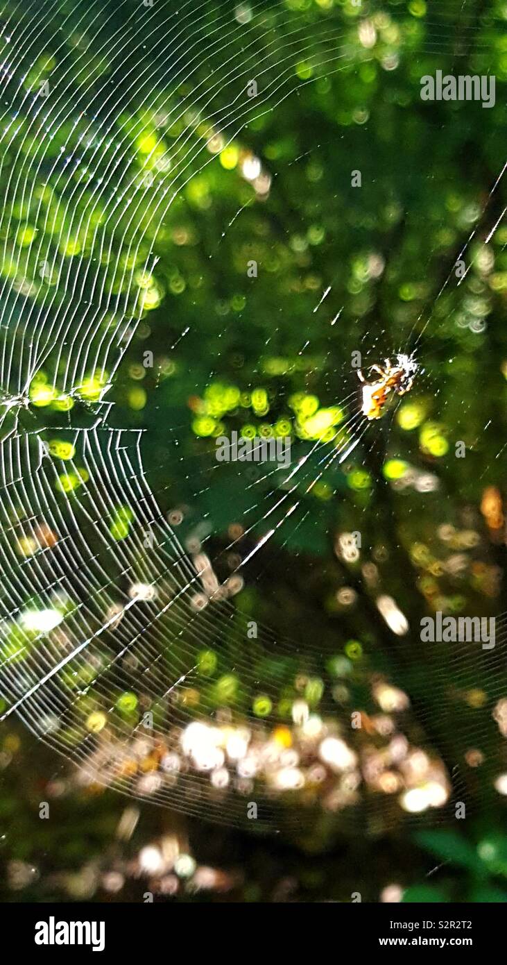 Spider in its web Stock Photo - Alamy