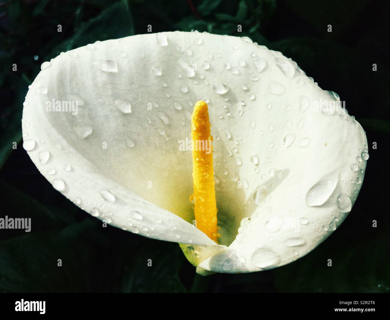 Arum lily lilies hi-res stock photography and images - Alamy