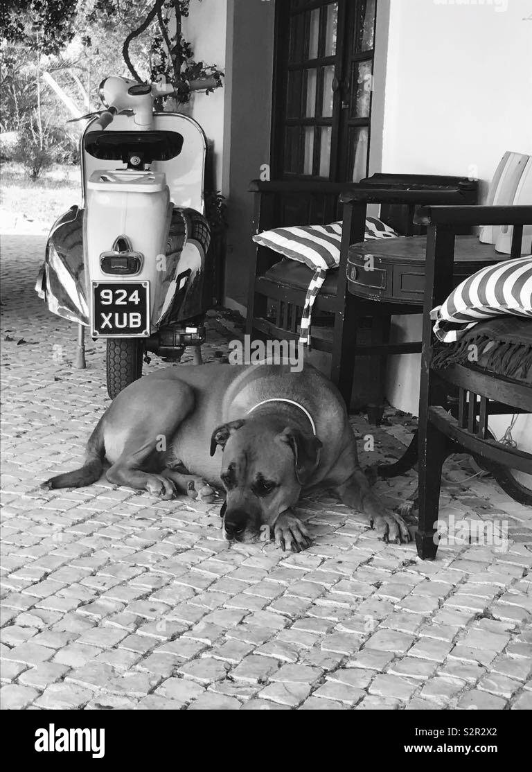 Dog Vespa black & white Stock Photo - Alamy