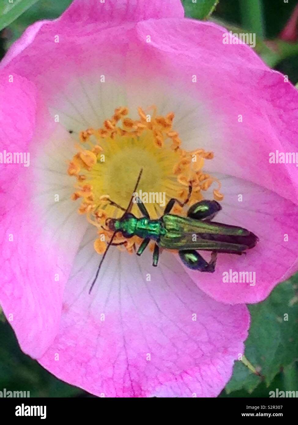 Swollen thigh beetle Stock Photo - Alamy