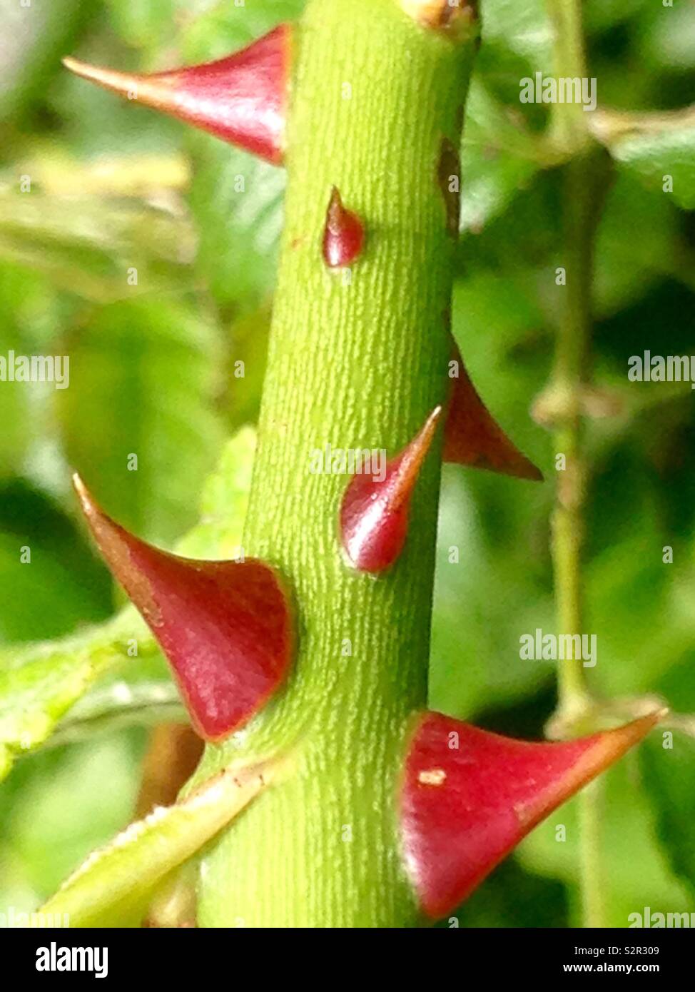 Rose thorns hi-res stock photography and images - Alamy