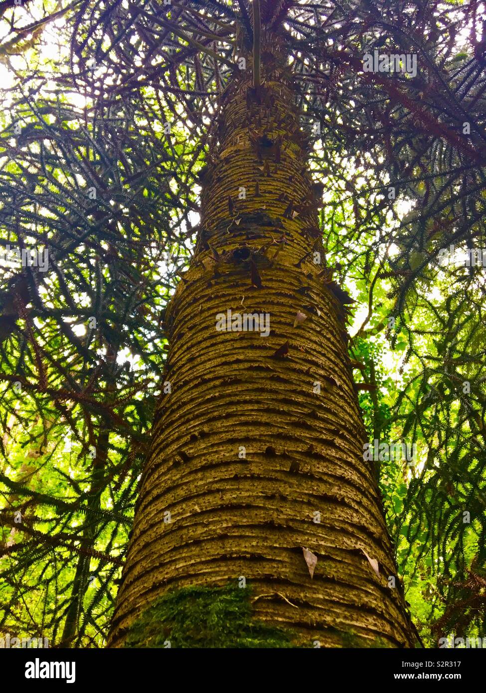 Monkey tree hi-res stock photography and images - Alamy