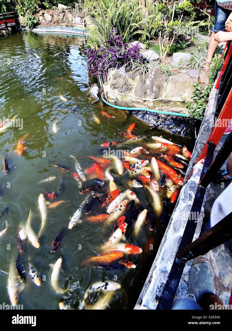 Koi fish feeding Stock Photo - Alamy