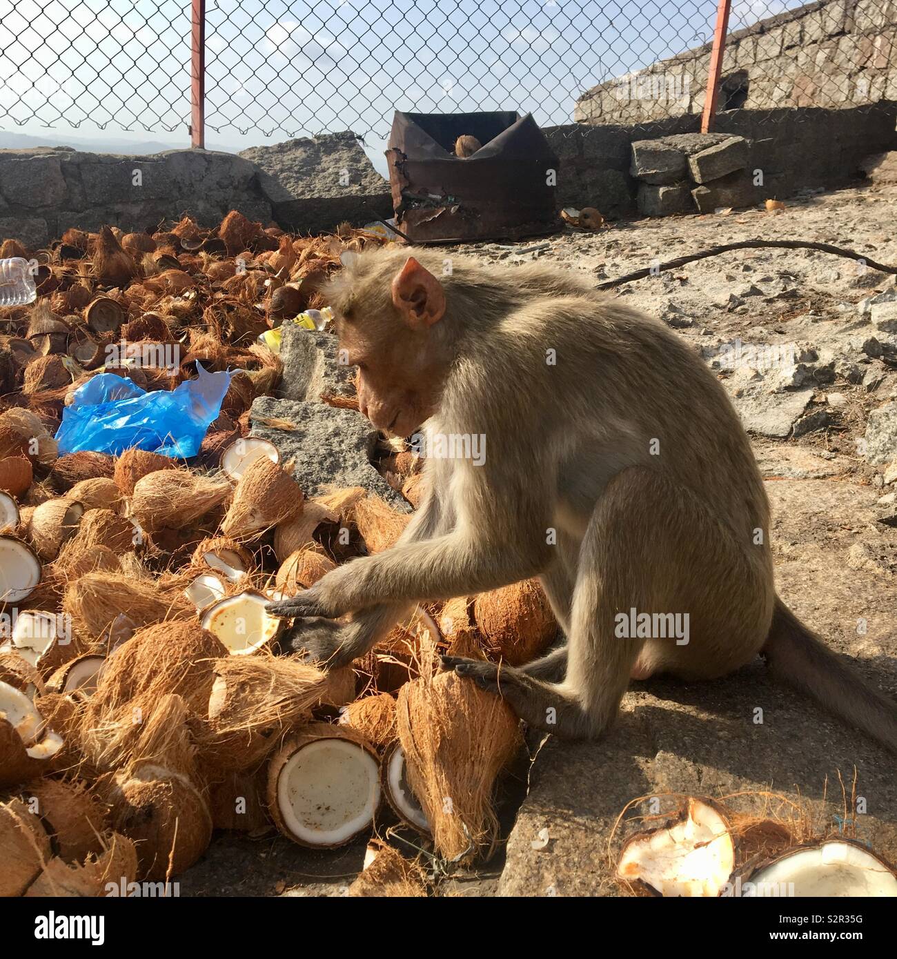Hanuman temple hi-res stock photography and images - Alamy