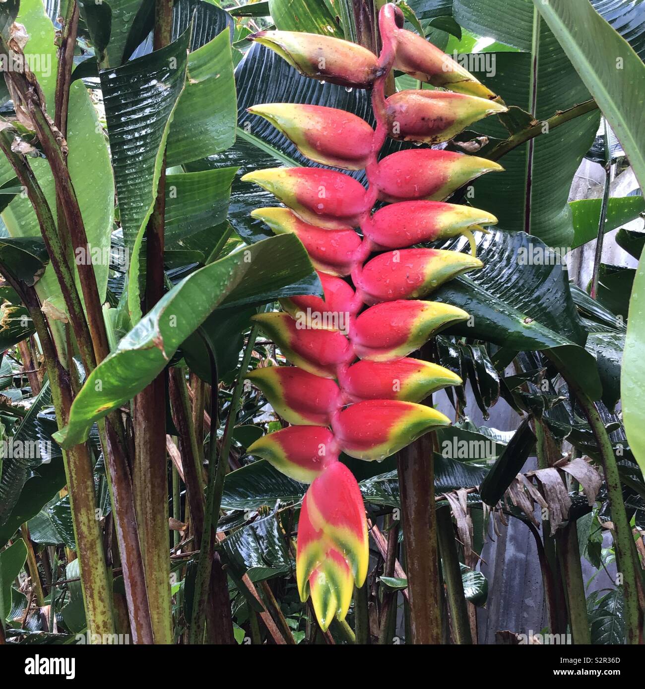 Flor tropical exotica hi-res stock photography and images - Alamy