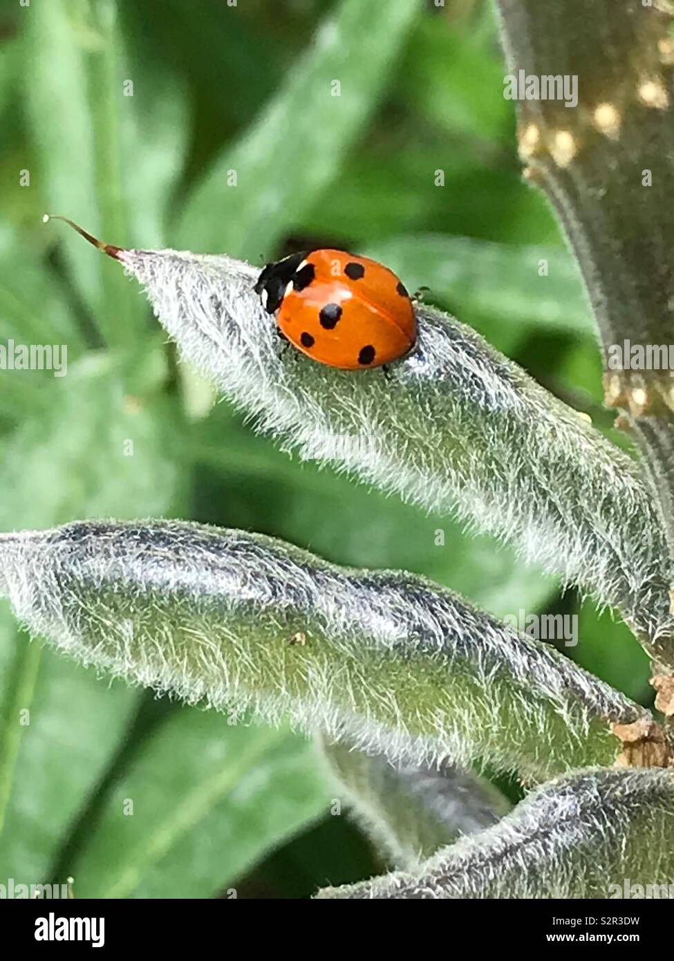 Ladybird ladybird fly away home hi-res stock photography and images - Alamy