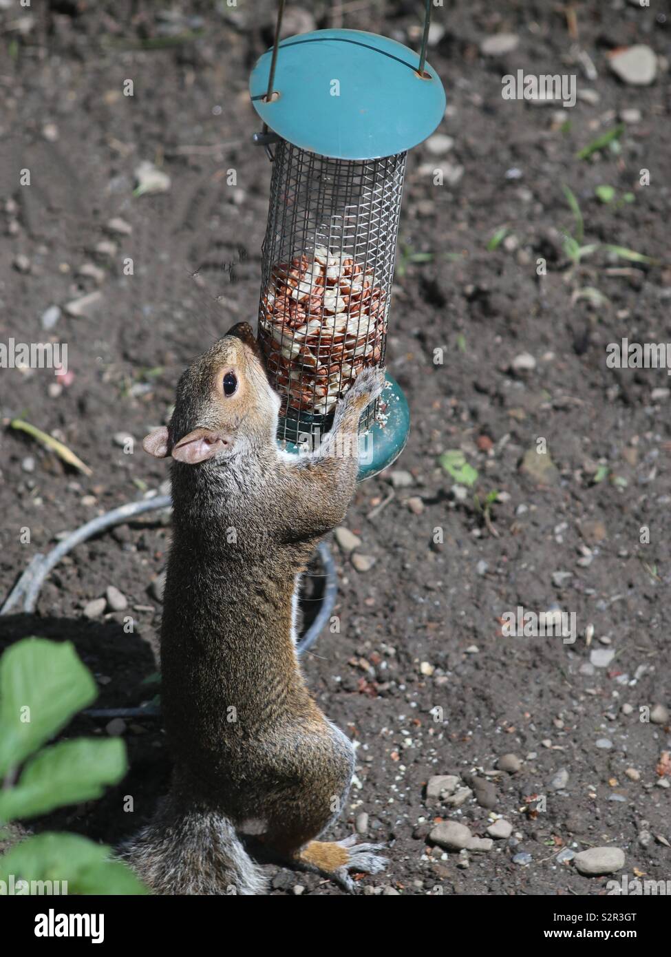 Cheeky monkey hi-res stock photography and images - Alamy