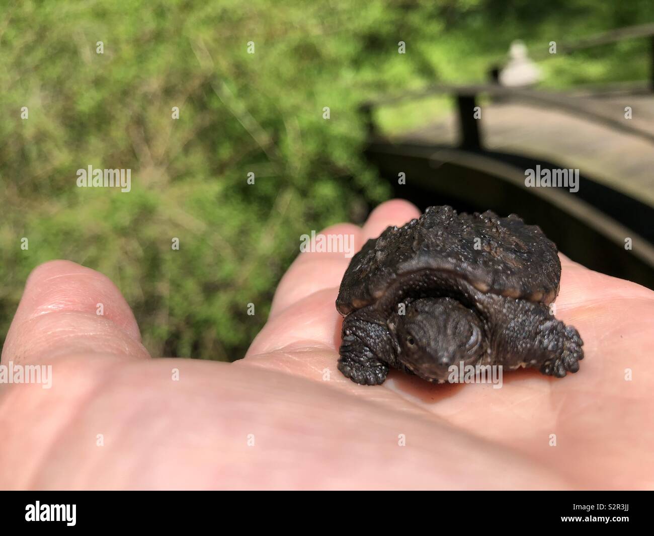 Baby turtle in hand Stock Photo - Alamy