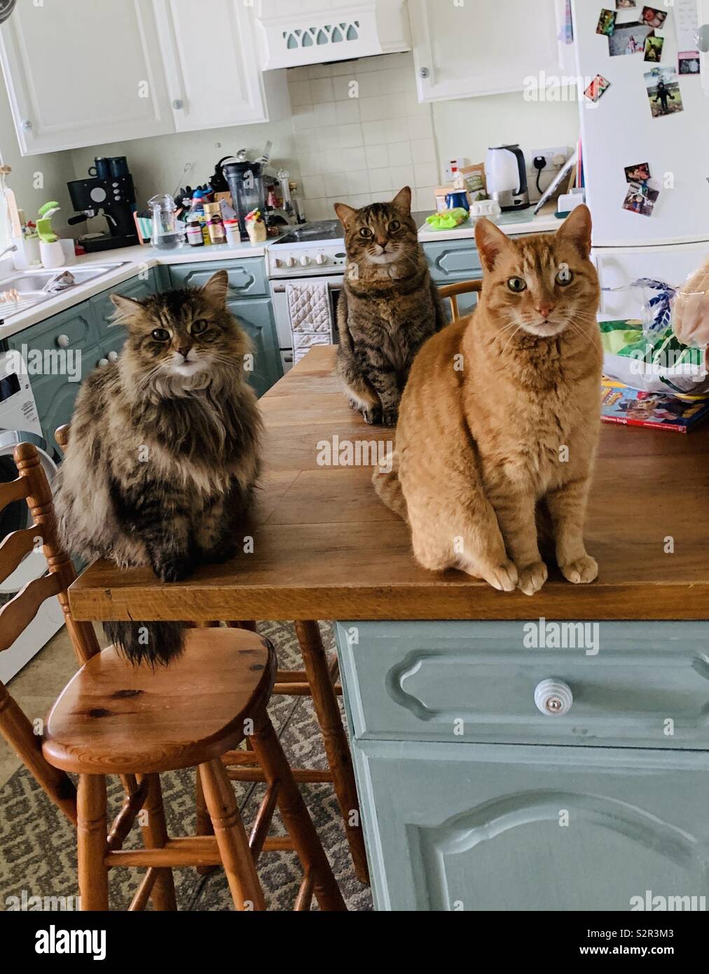 Angry Birds Cat Daddy