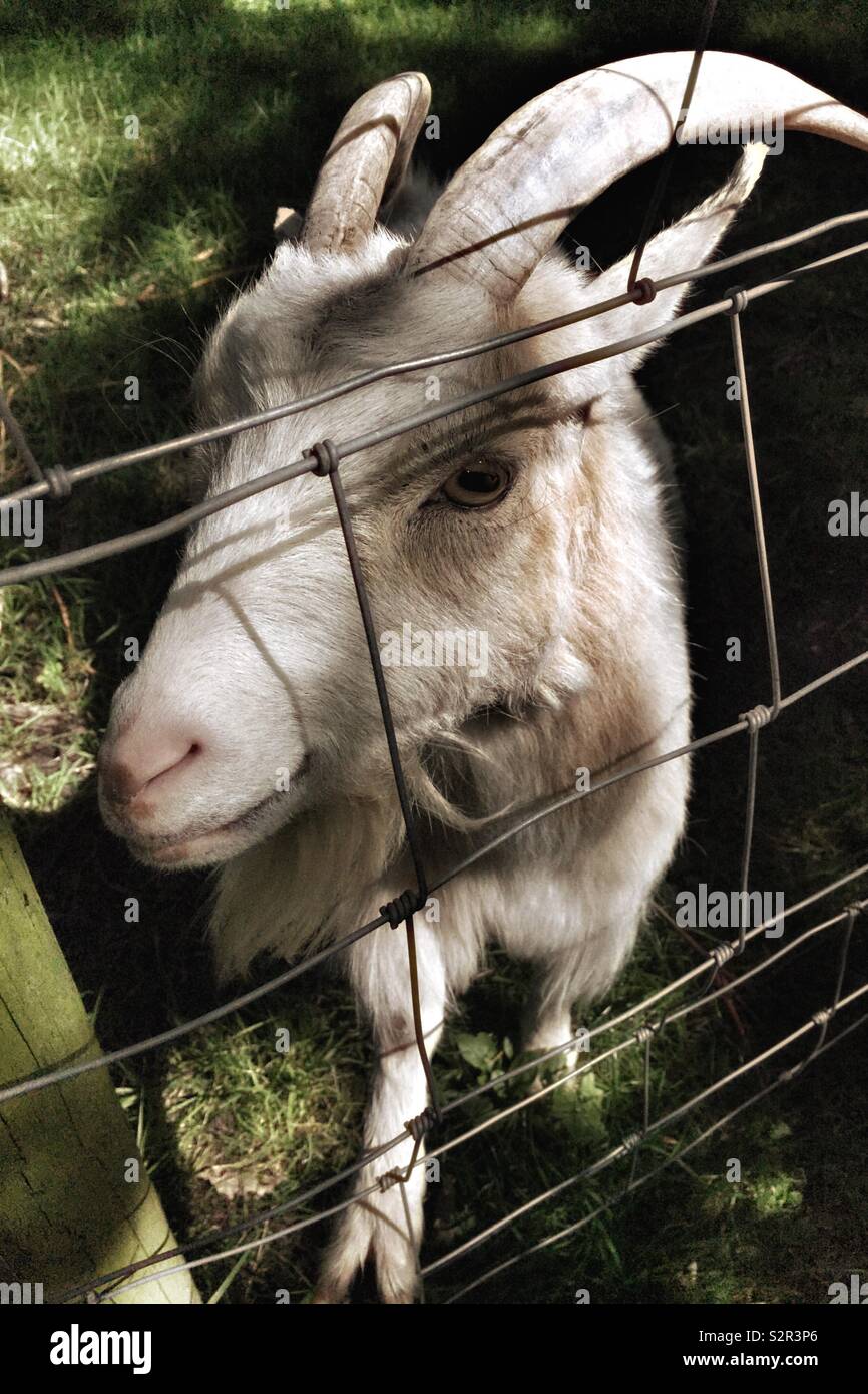 Goat Behind Fence Stock Photo - Alamy