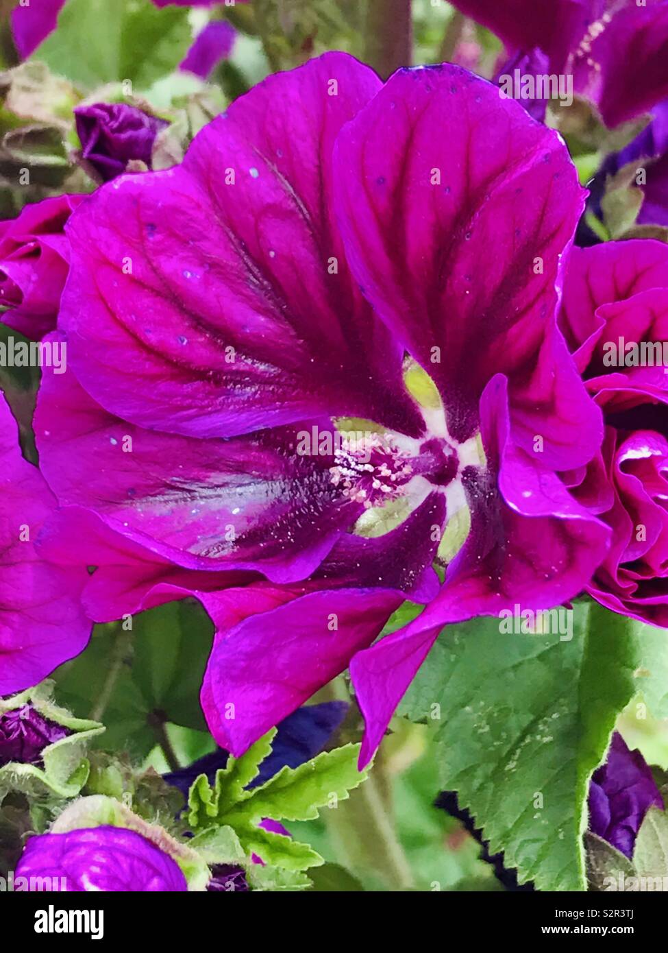 Coastal flowers Cornwall Stock Photo - Alamy