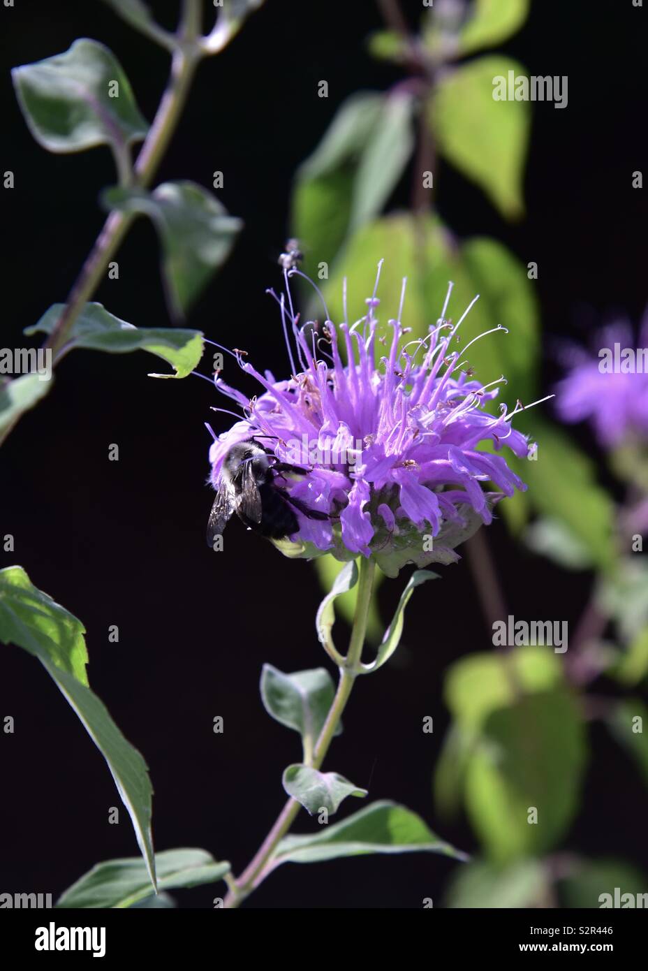 Wild bee balm flower and bumblebee Stock Photo - Alamy
