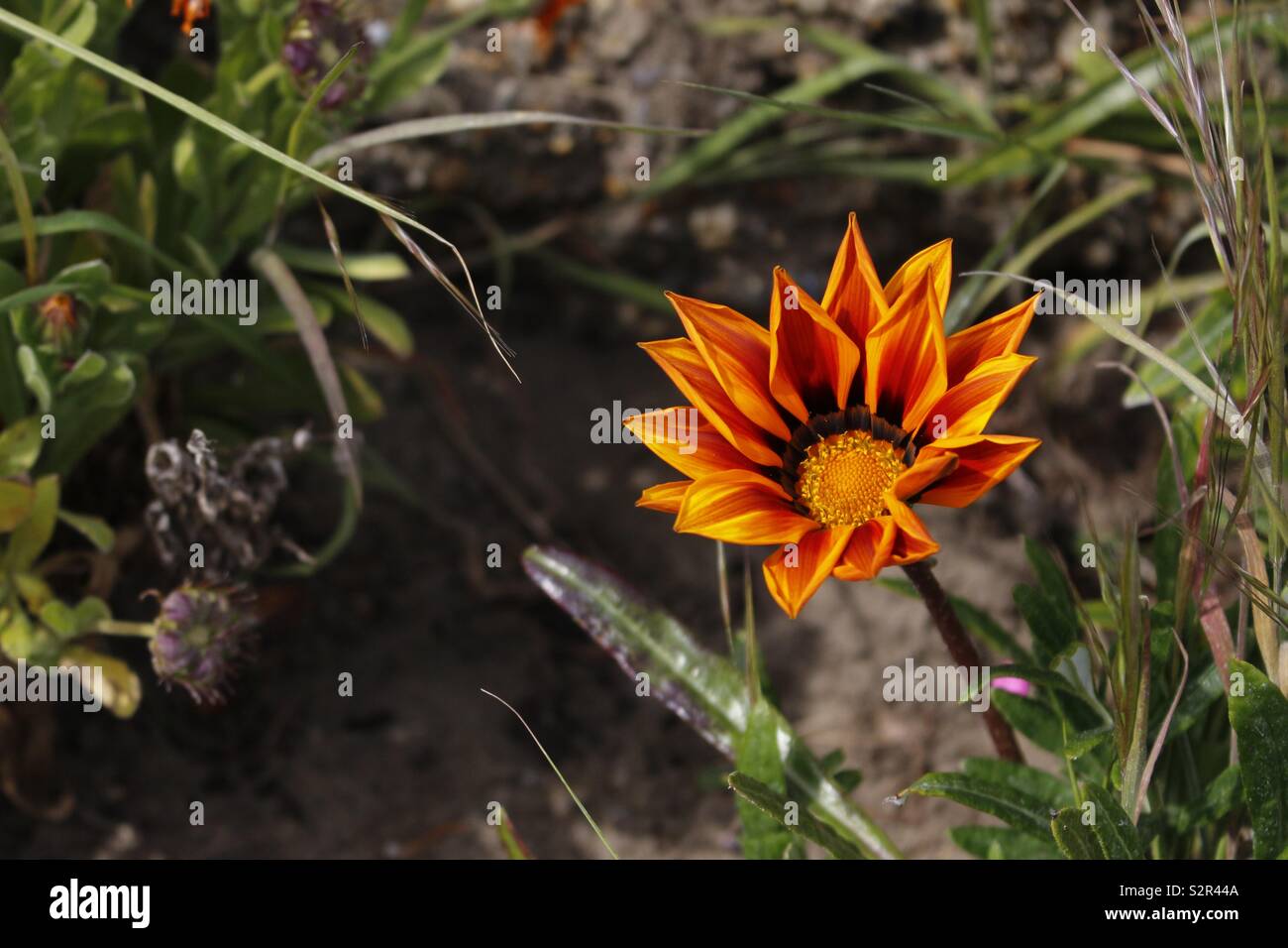 Zoom flower zoom hi-res stock photography and images - Alamy
