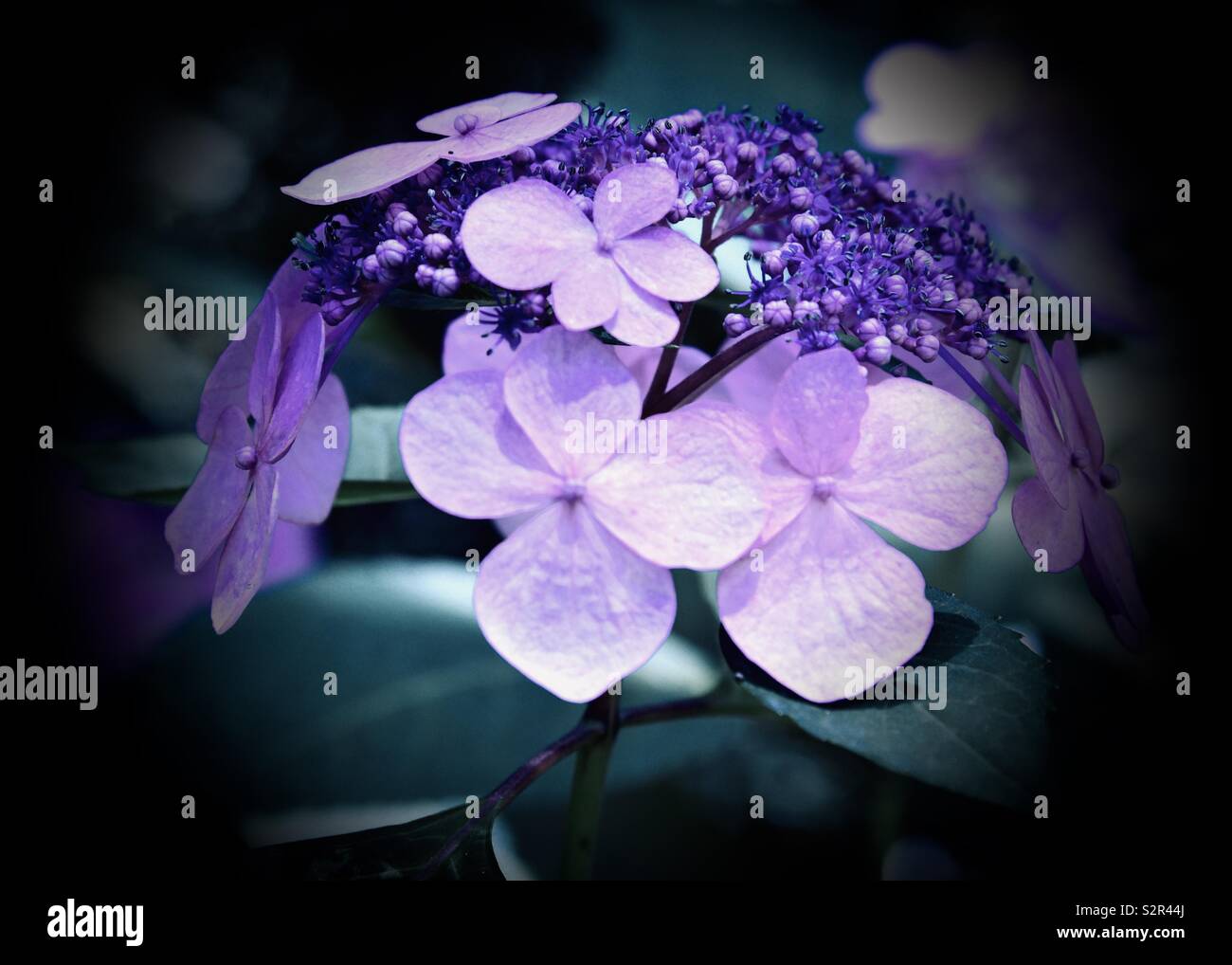 Lace cap hydrangea hi-res stock photography and images - Alamy