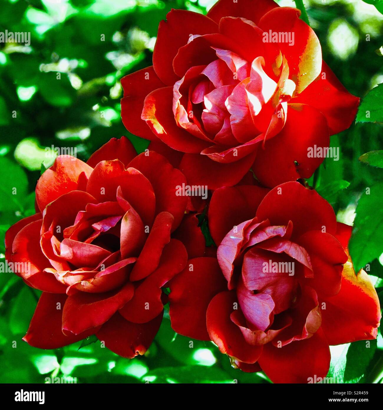 Three Red Roses High Resolution Stock Photography and Images - Alamy
