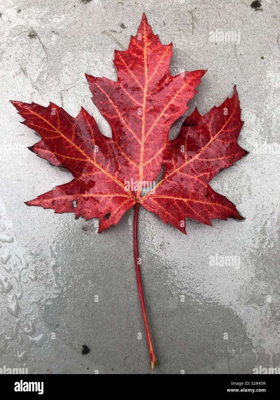 Red leaf of a maple tree Stock Photo - Alamy