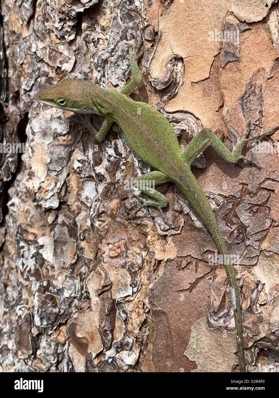 Bark lizard hi-res stock photography and images - Alamy