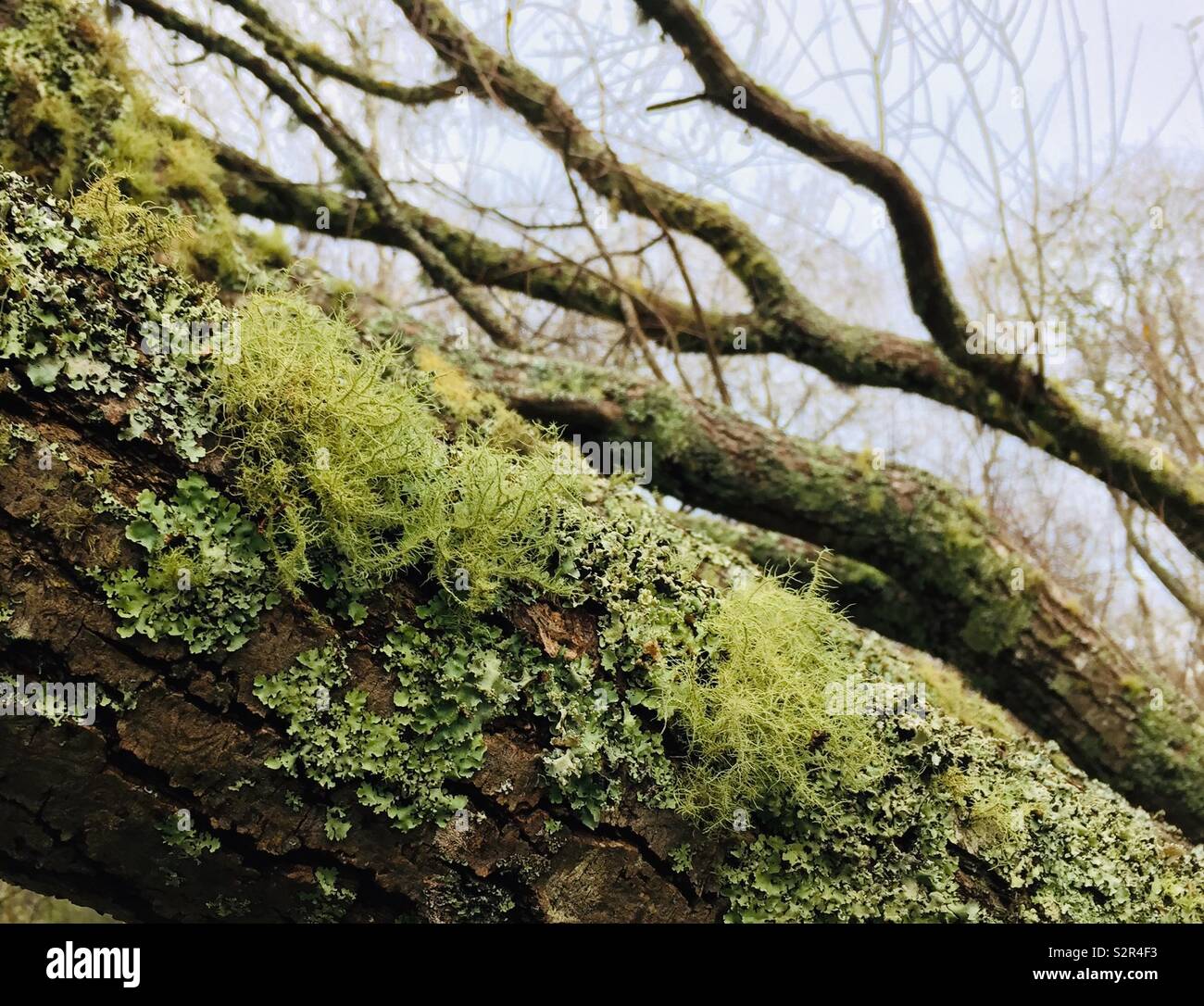 Moss on a tree Stock Photo - Alamy