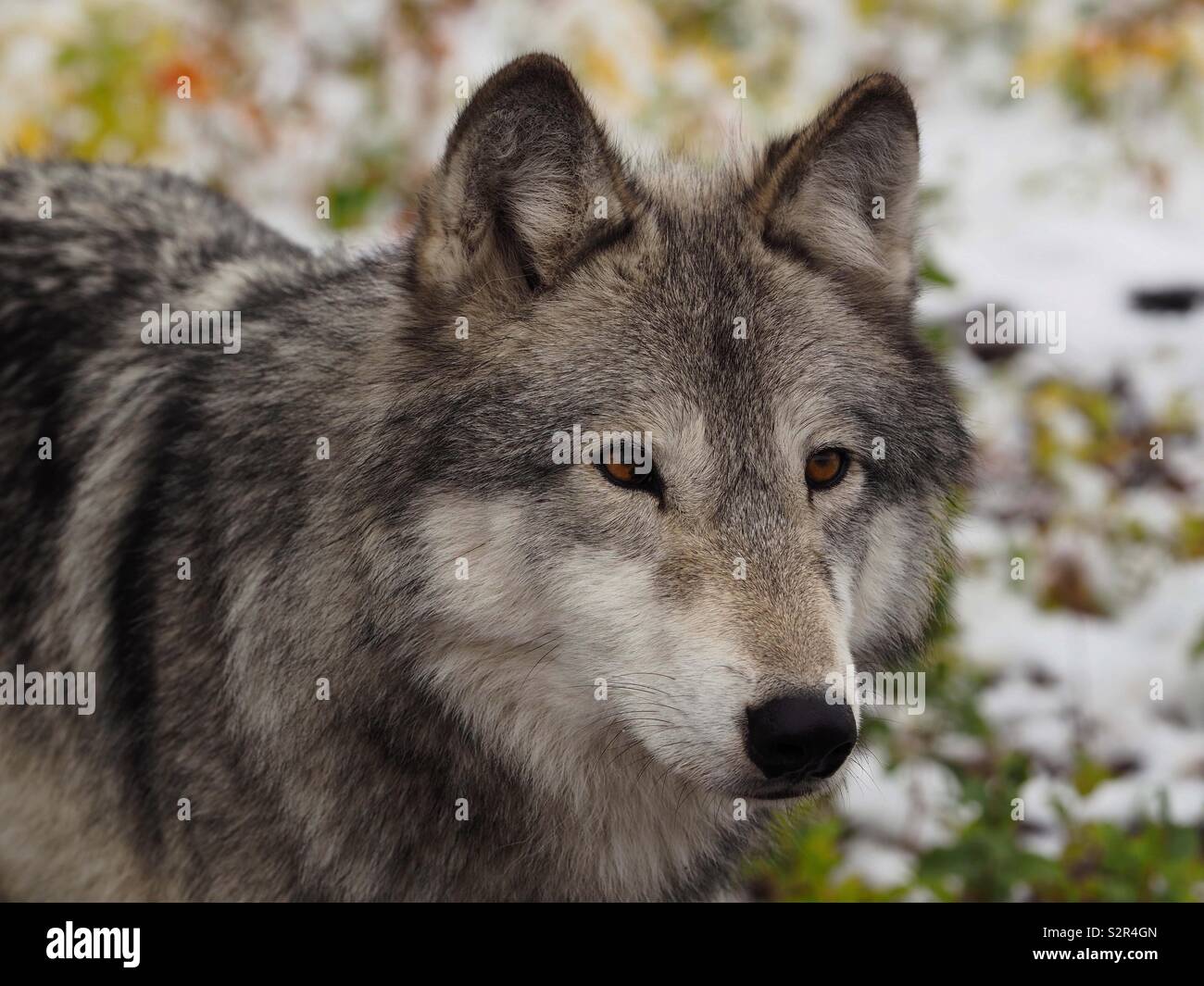 Wolf and dog hi-res stock photography and images - Alamy