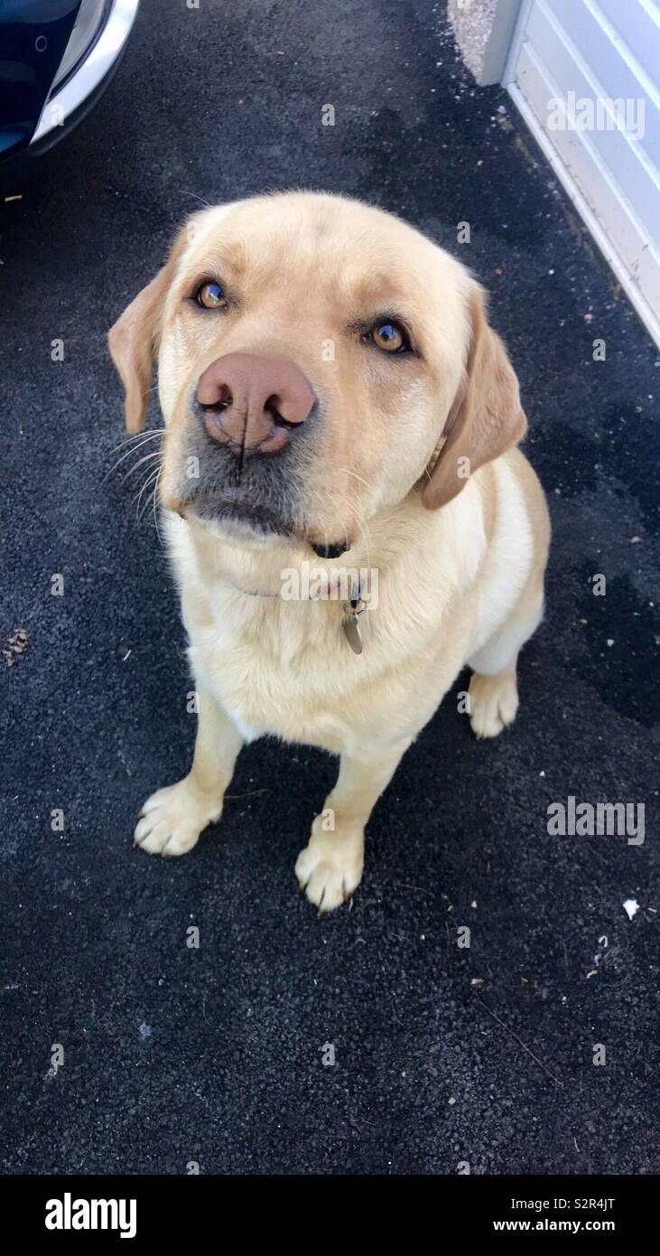 Charlie the Golden Labrador Stock Photo - Alamy