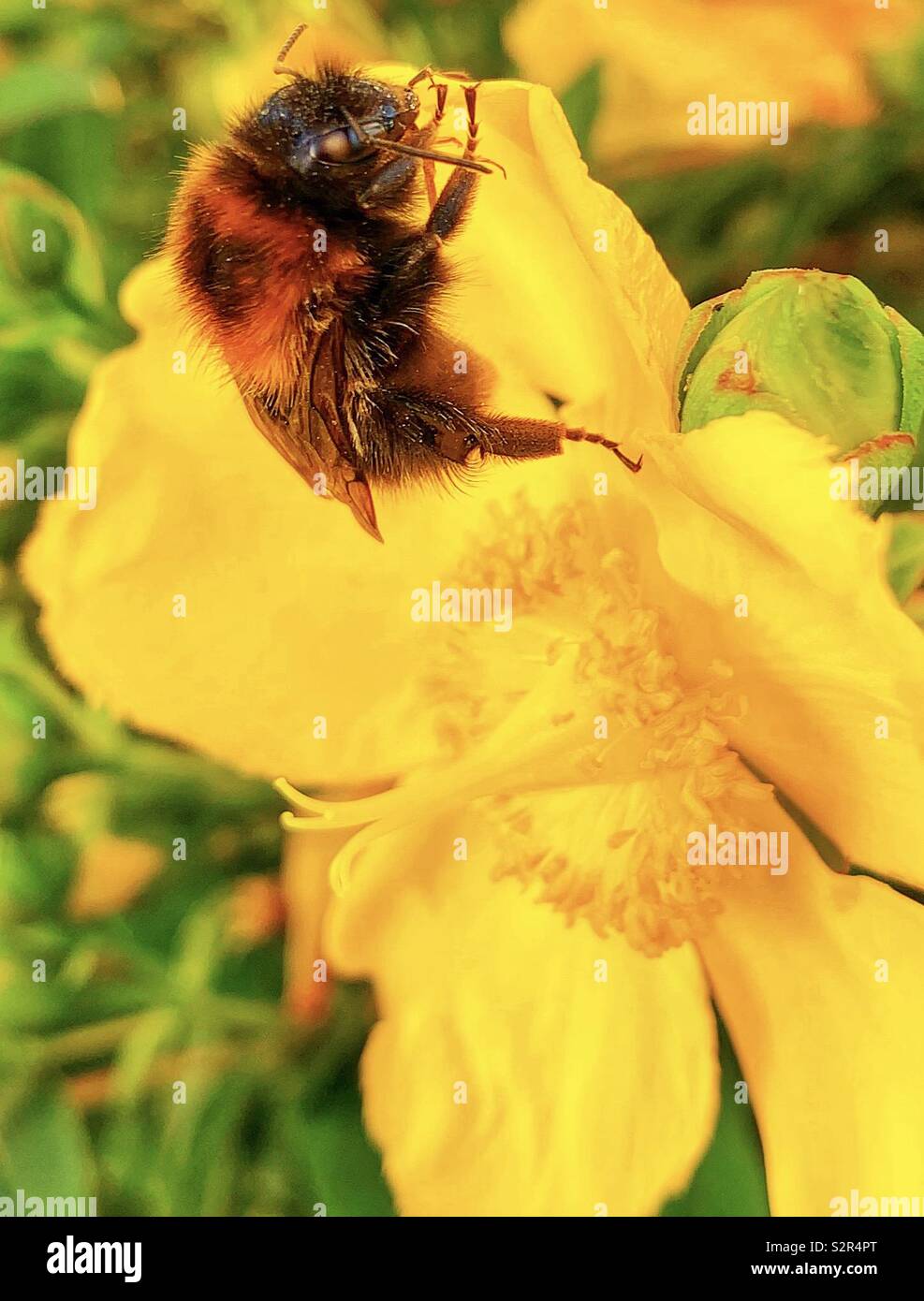 Rose of sharon hypericum calycinum hi-res stock photography and images ...